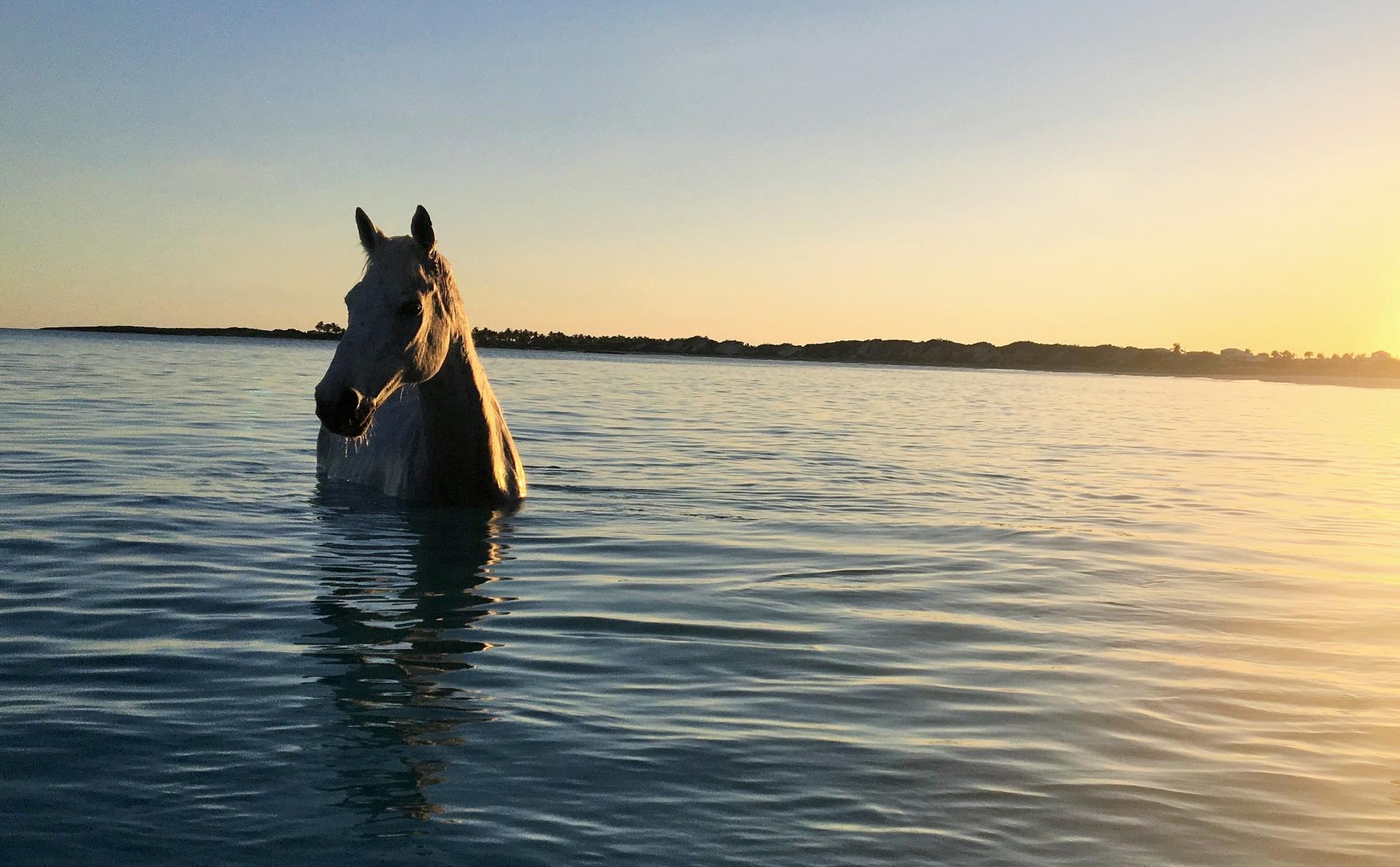 Seaside Stables Anguilla | Horseback Riding On The Beach In Anguilla